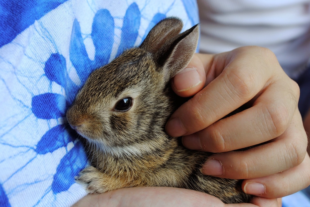 7 choses que vous ne saviez pas sur ... les lapins! | Pawshake Blog